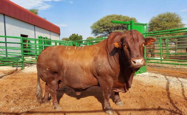 BONSMARA CATTLE | CALVES | BULLS – rexlivestockfarm.com